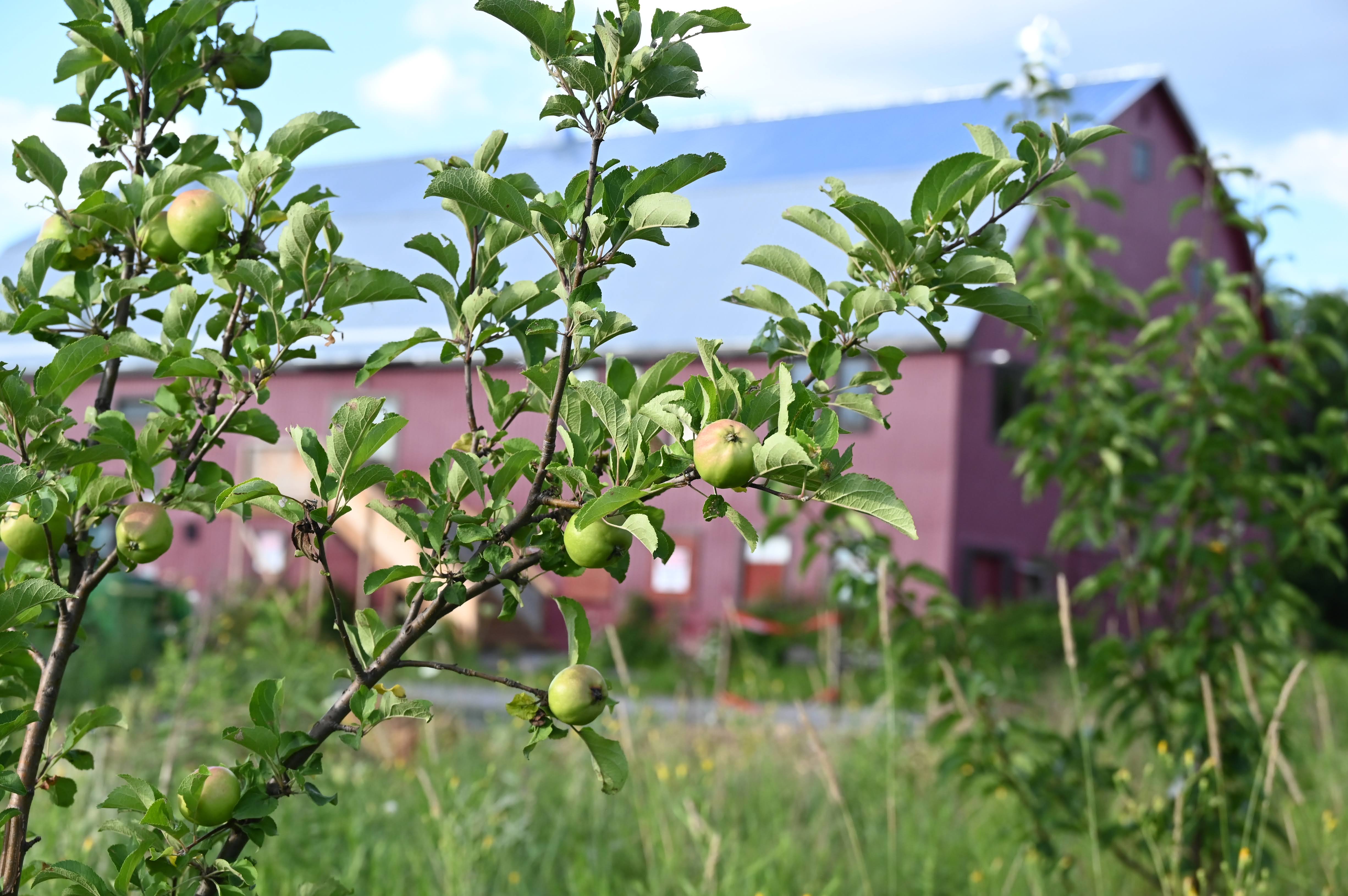 Red Barn Loop – kasaga’amin | allons dehors | let's go outside